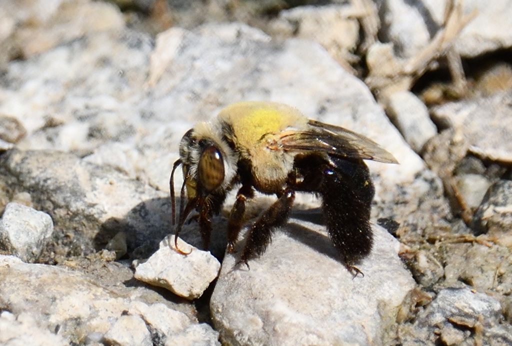 Black-legged Oil-Digger from Bustamante, N.L., México on September 23 ...
