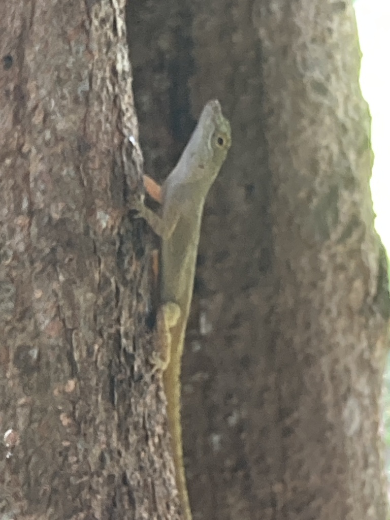 Bark Anole in September 2024 by humggy · iNaturalist