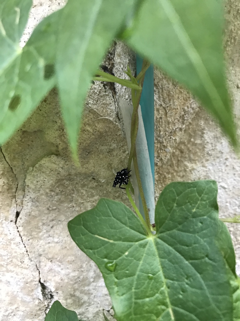 Spotted Lanternfly from 1215 E 4th St, Bethlehem, PA, US on June 29 ...