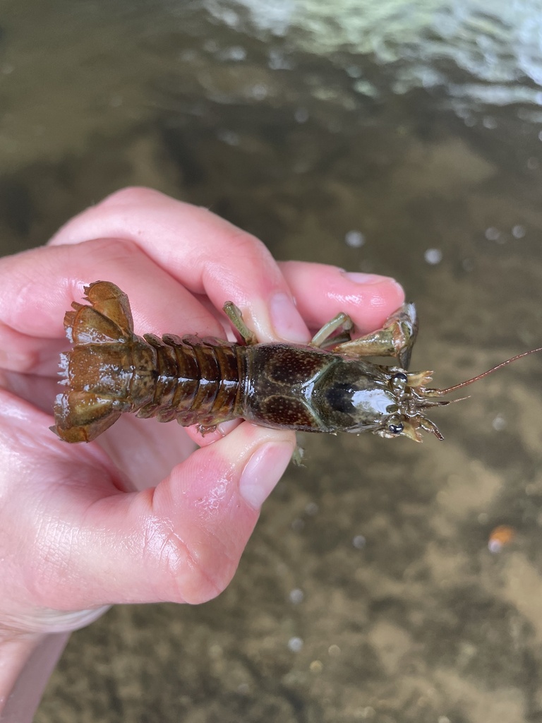 Rusty × Northern Clearwater Crayfish from Stockdale Rd, Quinte West, ON ...