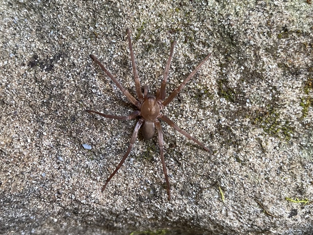 Rocky Canyon Spiders from Sanborn Rd, Saratoga, CA, US on September 23 ...