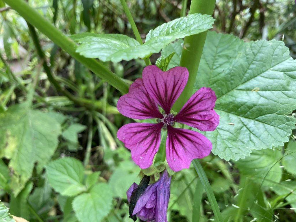 Common Mallow from Casa del Agrónomo, 01210 Ciudad de México, CDMX ...