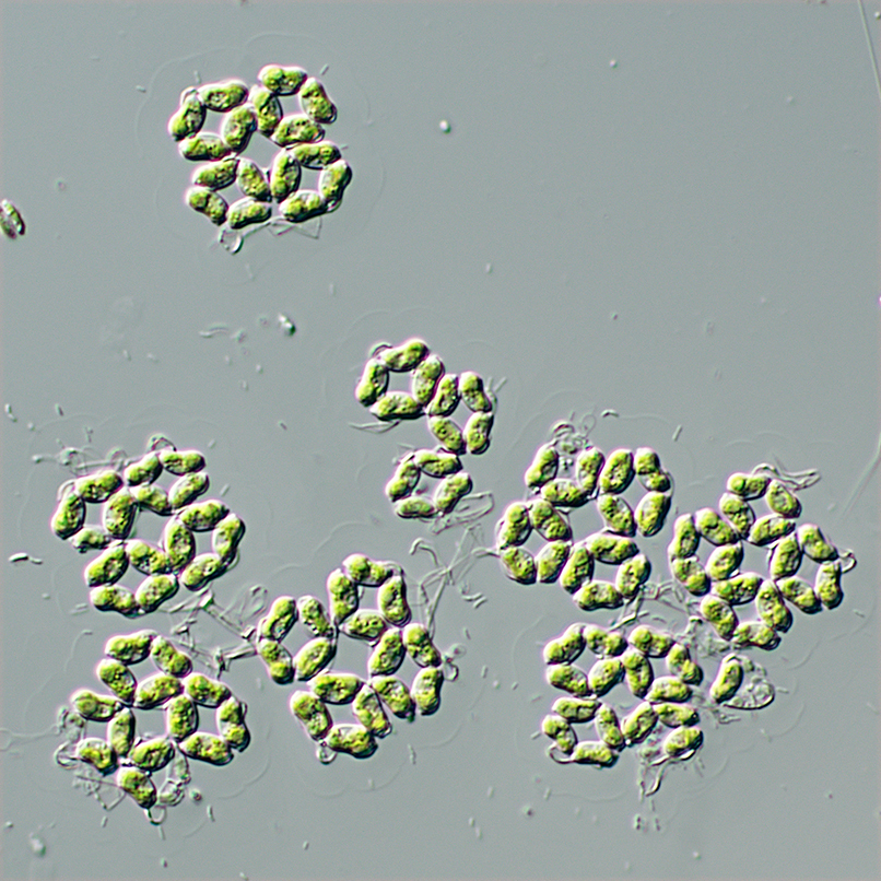 Crucigenia from Lake MacDonald QLD 4563, Australia on September 23 ...