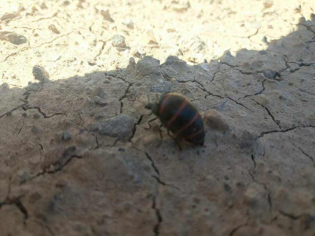 Megetra punctata from Tlahualilo, Dgo., México on September 13, 2024 at ...