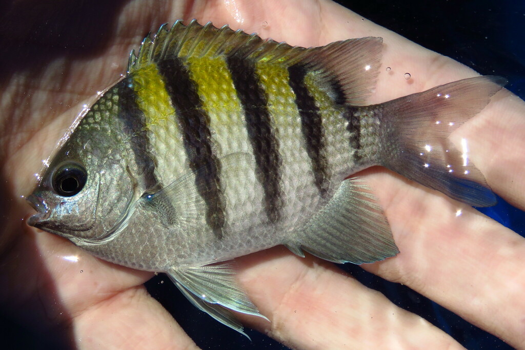 Atlantic Sergeant Major (Abudefduf saxatilis) - Marine Life Identification