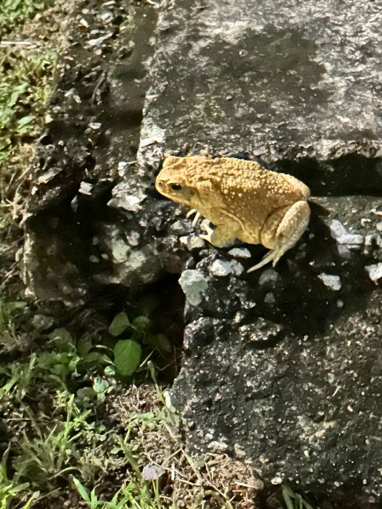 Cane Toad from Hope Pastures, Kingston, Jamaica on September 23, 2024 ...