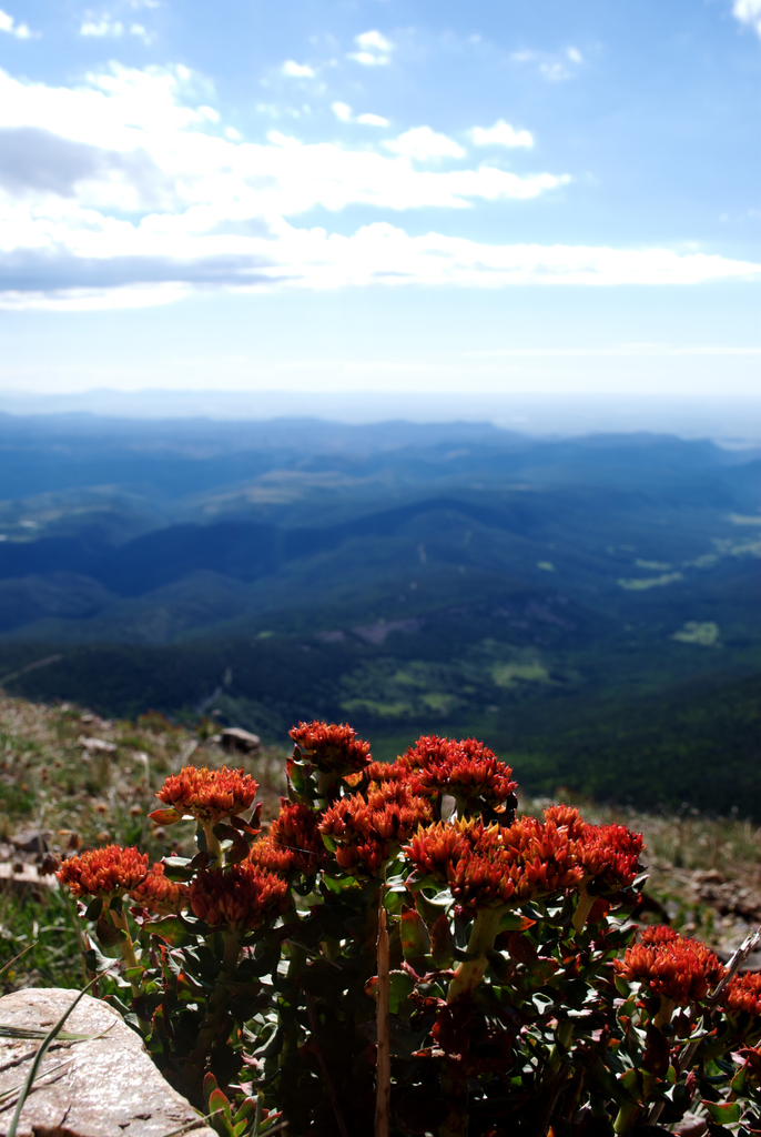 western roseroot (Rhodiola integrifolia) - Botanical Realm