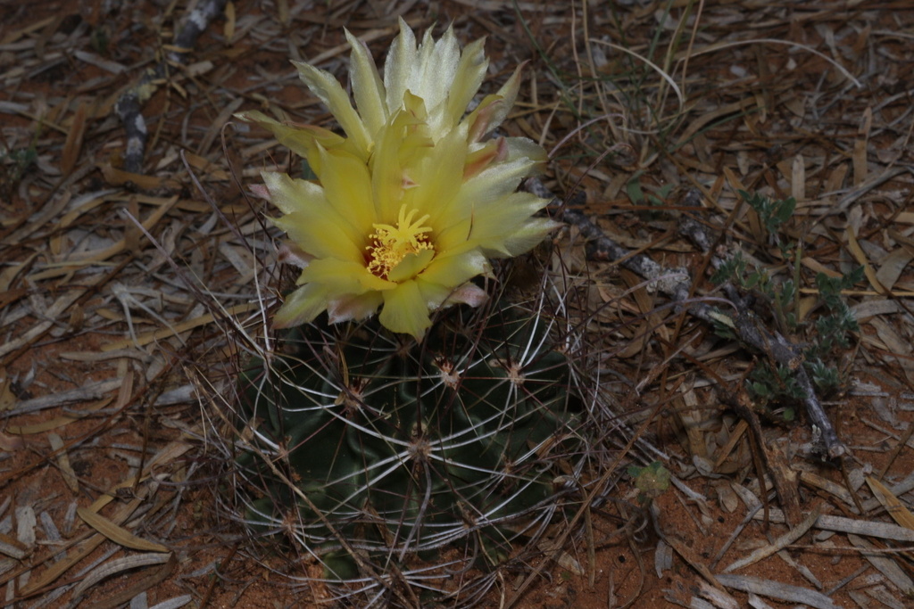 biznaga pezón setosa desde Pearsall, TX, US el 23 de septiembre de 2024 ...