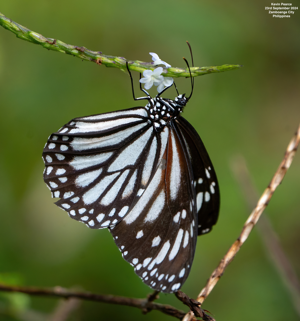 White Tiger Butterfly from Baluno, Zamboanga, Zamboanga del Sur ...
