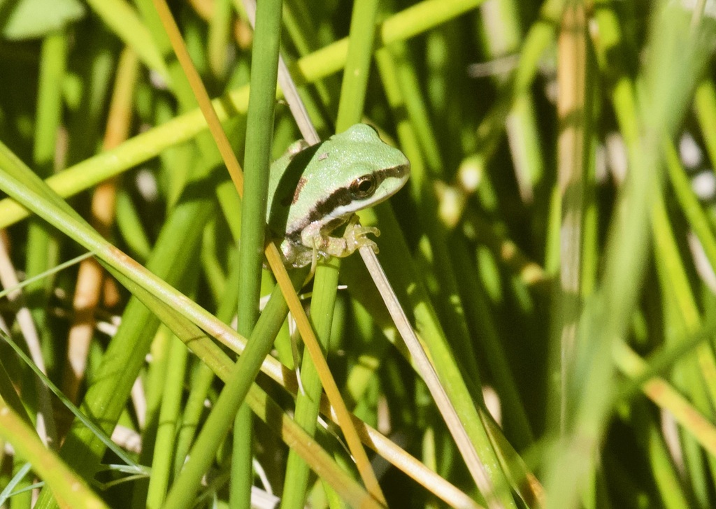 Arizona Tree Frog in September 2024 by jmbearce · iNaturalist