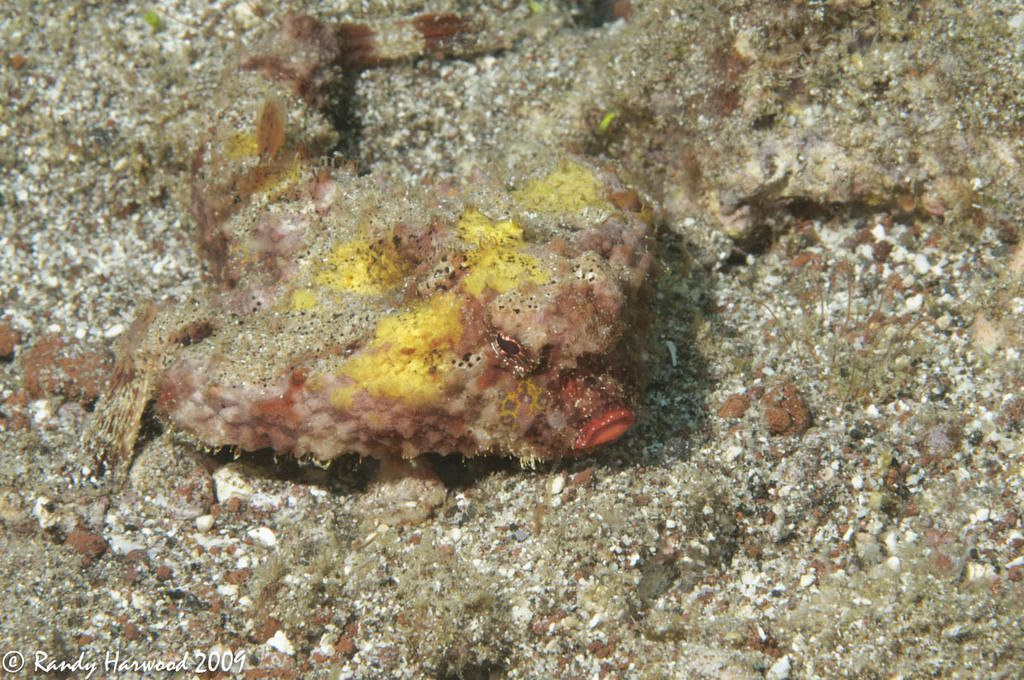 Batfishes (Ogcocephalidae) - Marine Life Identification