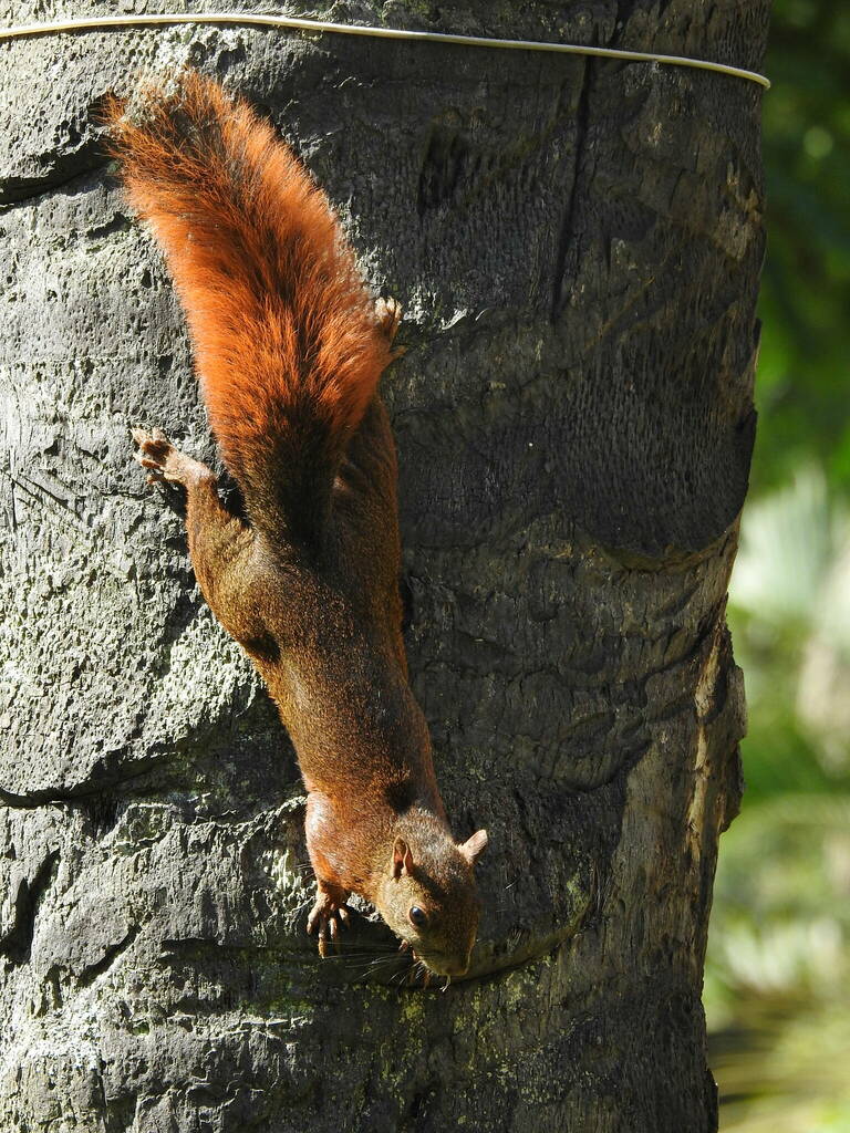 Red-tailed Squirrel from Caribe, Medellín, Antioquia, Colombia on ...
