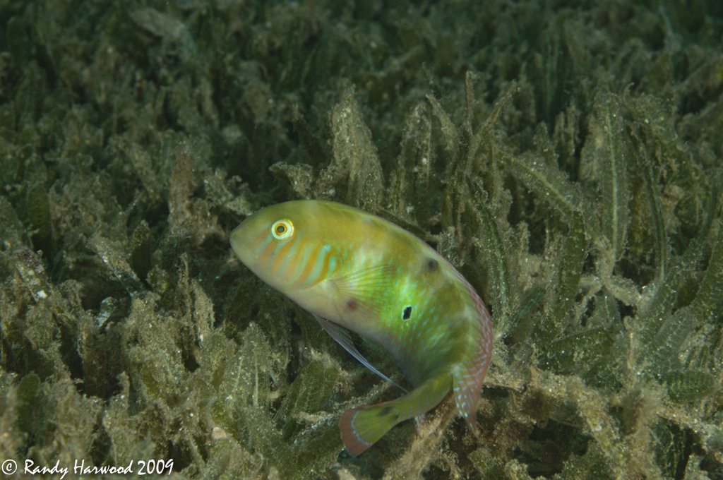 Green Razorfish (Xyrichtys splendens) - Marine Life Identification