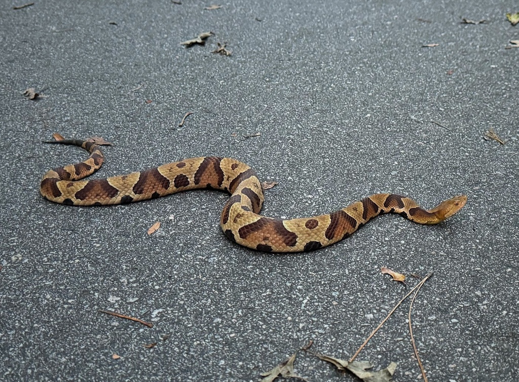 Eastern Copperhead from Sage Commons Way, Cary, NC, US on September 22 ...