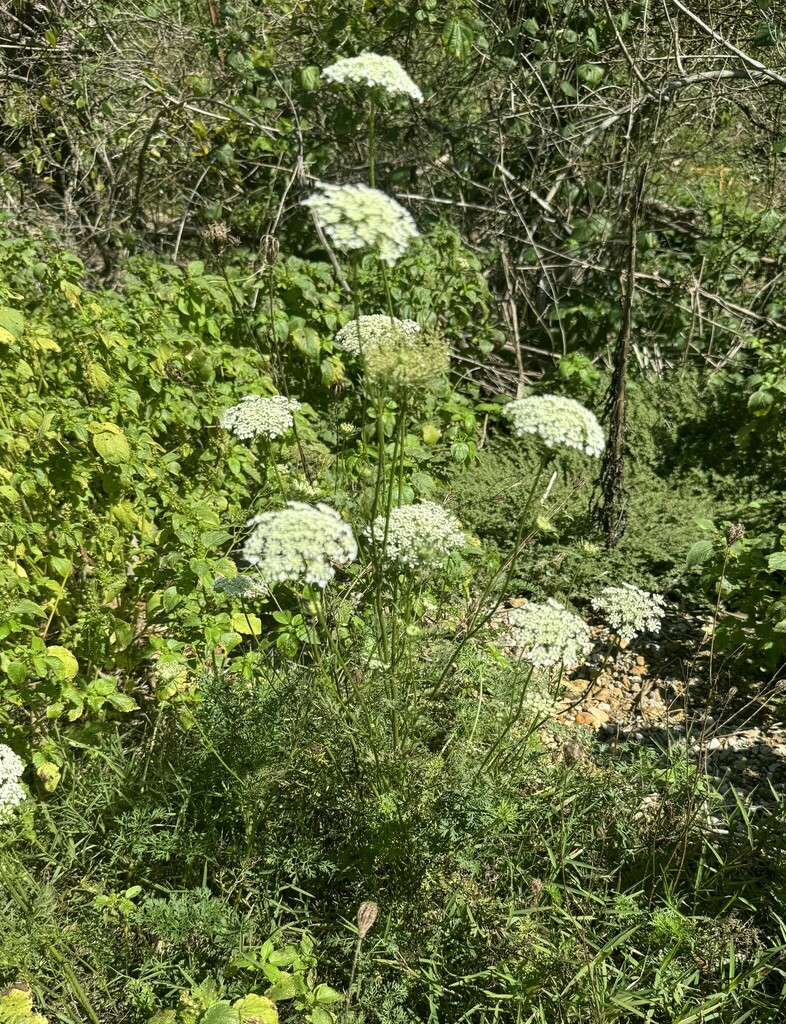 wild carrot from Riverton Rose Trail at Colbert Creek, Colbert County ...