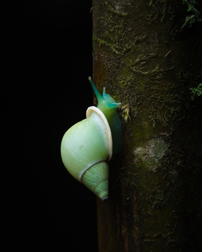 Drymaeus valentini · NaturaLista Colombia