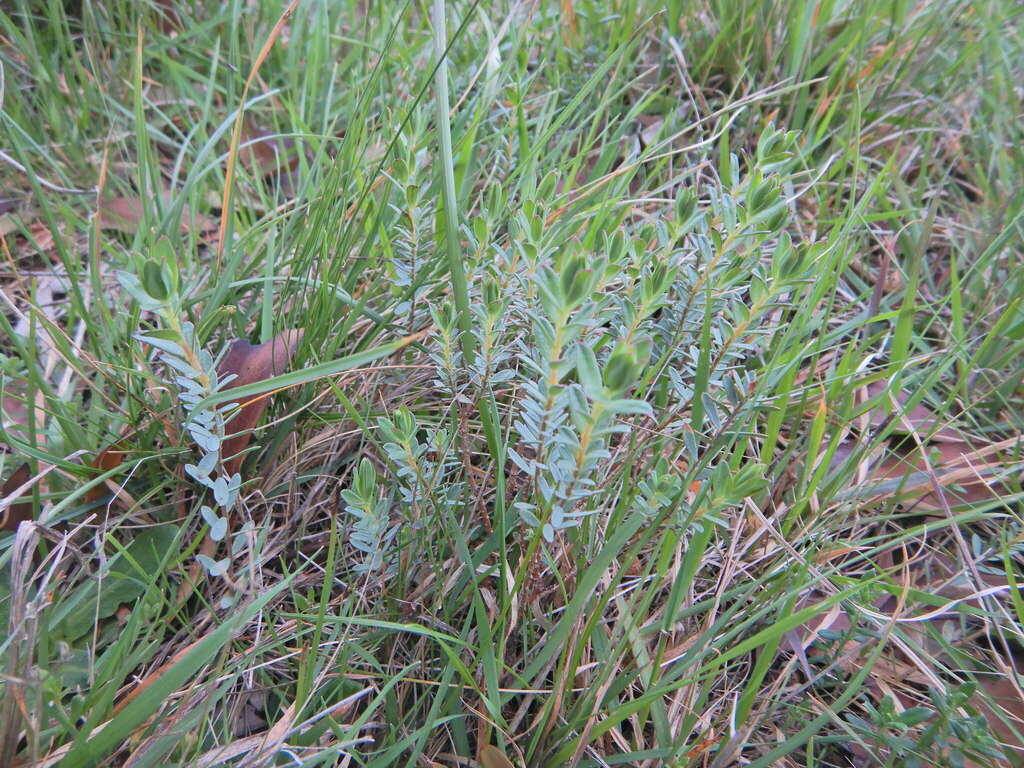 Common Rice-flower from Haddon Kopke Rd (east) VIC 3351, Australia on ...