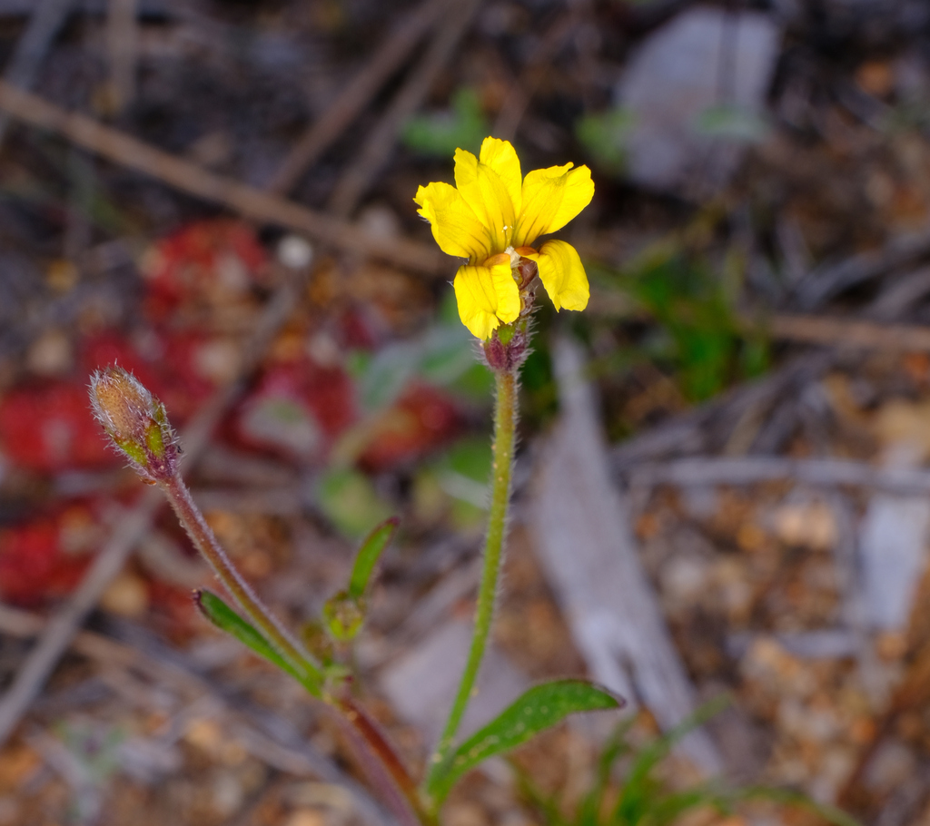 Goodenia berardiana from Lake Biddy WA 6355, Australia on September 9 ...
