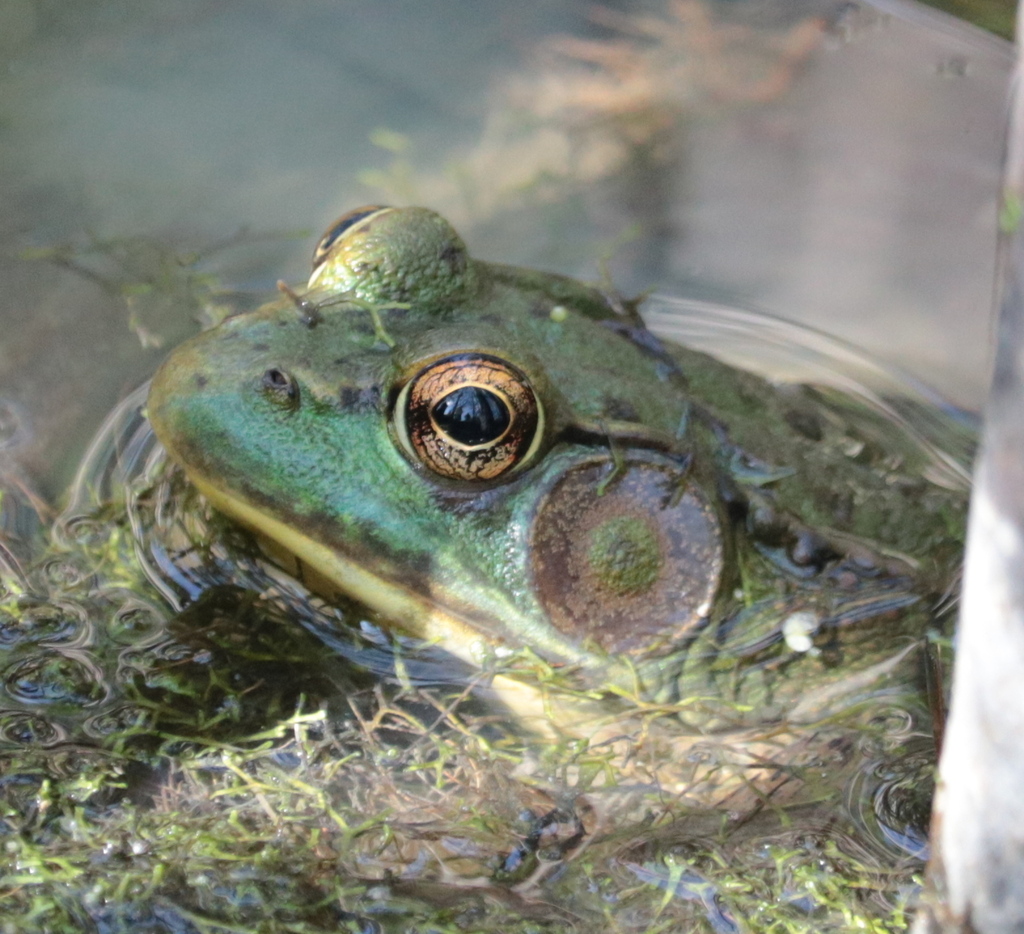 Green Frog from Rokeby Museum, 4334 US-7, Ferrisburgh, VT 05456, USA on ...