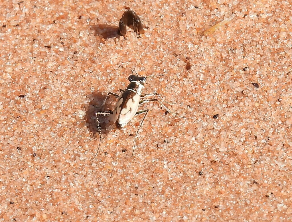 Hypaetha from 9 Dampier Terrace, Broome WA 6725, Australia on September ...