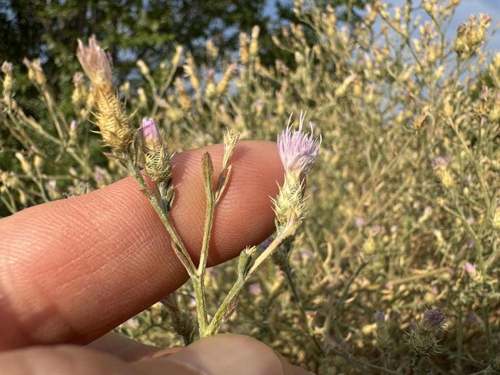 diffuse knapweed from between Whites Creek Lane and Arrowcreek Parkway ...