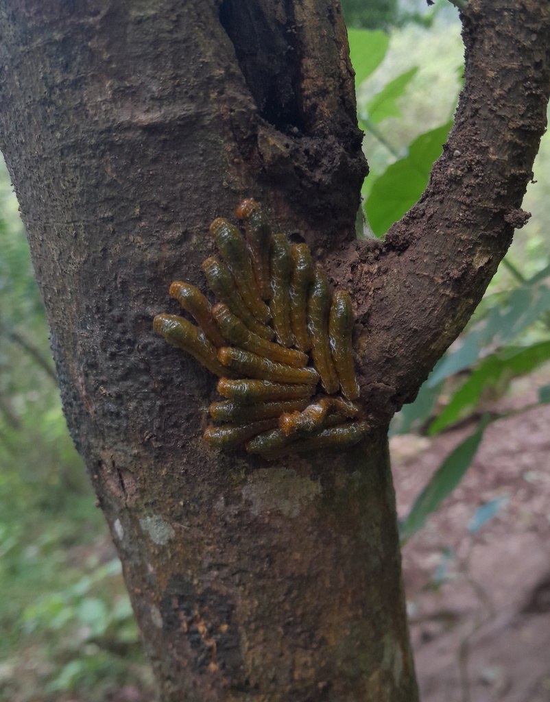 Pink-spotted Swallowtail from Compostela Juárez, N.L., México on ...