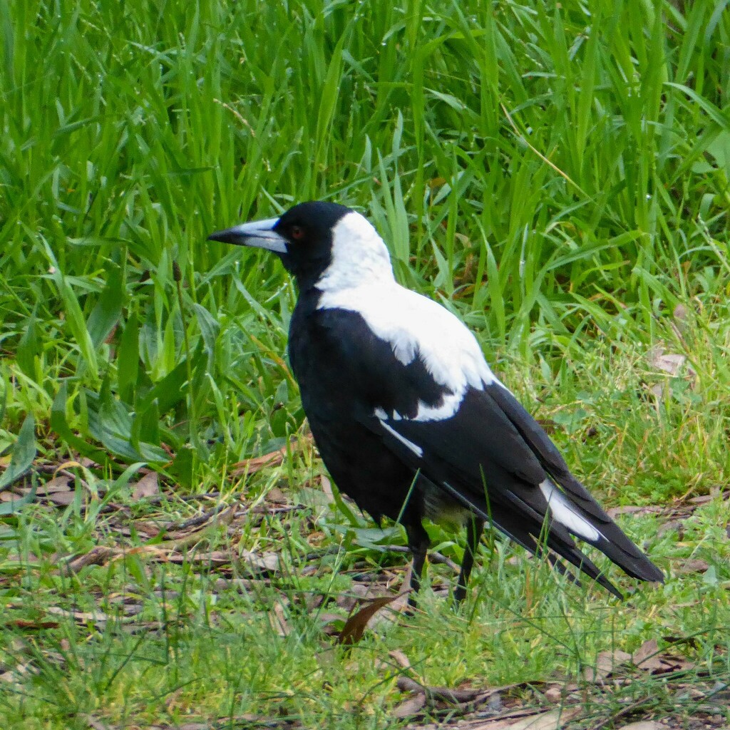 Southeastern White-backed Magpie from Blackburn Lake Sanctuary VIC 3130 ...