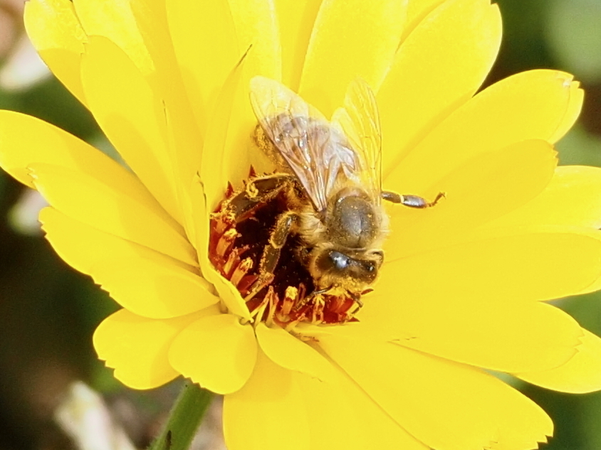 Western Honey Bee from Jefferson County, WA, USA on September 23, 2024 ...