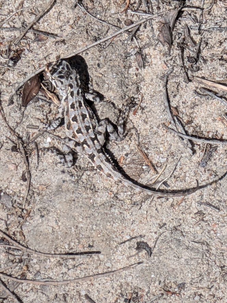 Western Heath Dragon from Hill River WA 6521, Australia on September 23 ...