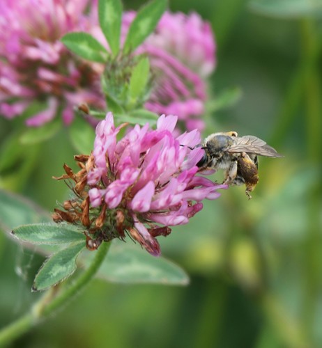 Eucera sociabilis · iNaturalist