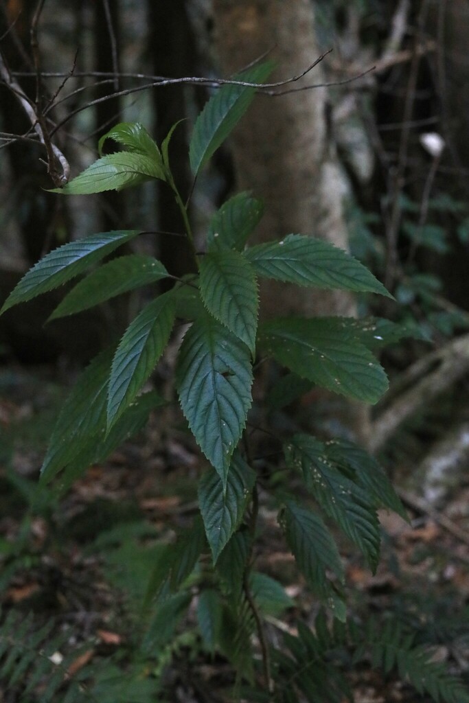 Native Hydrangea from Lowanna NSW 2450, Australia on September 22, 2024 ...
