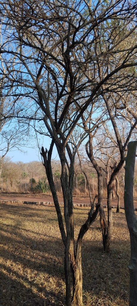 Something from Machanga, Mozambique on September 24, 2024 at 06:39 AM ...