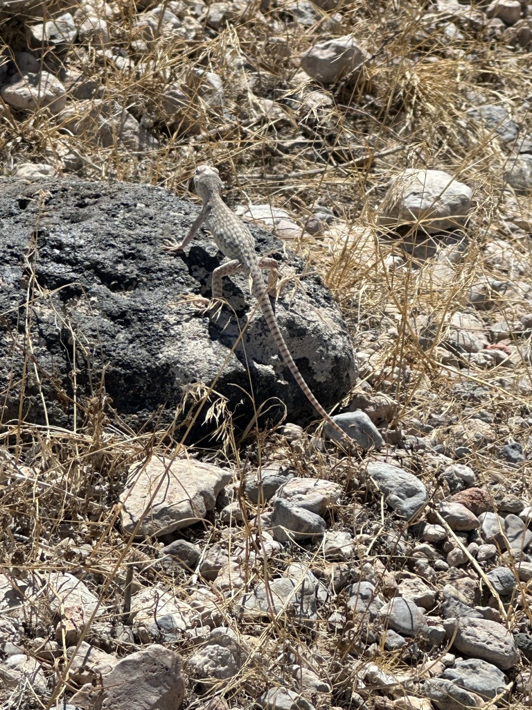 Desert Iguana in September 2024 by Thomas Heider · iNaturalist