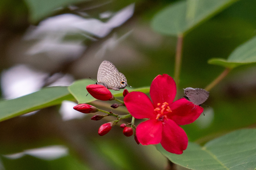 Transparent 6-line Blue from Uehara, Taketomi, Yaeyama District ...