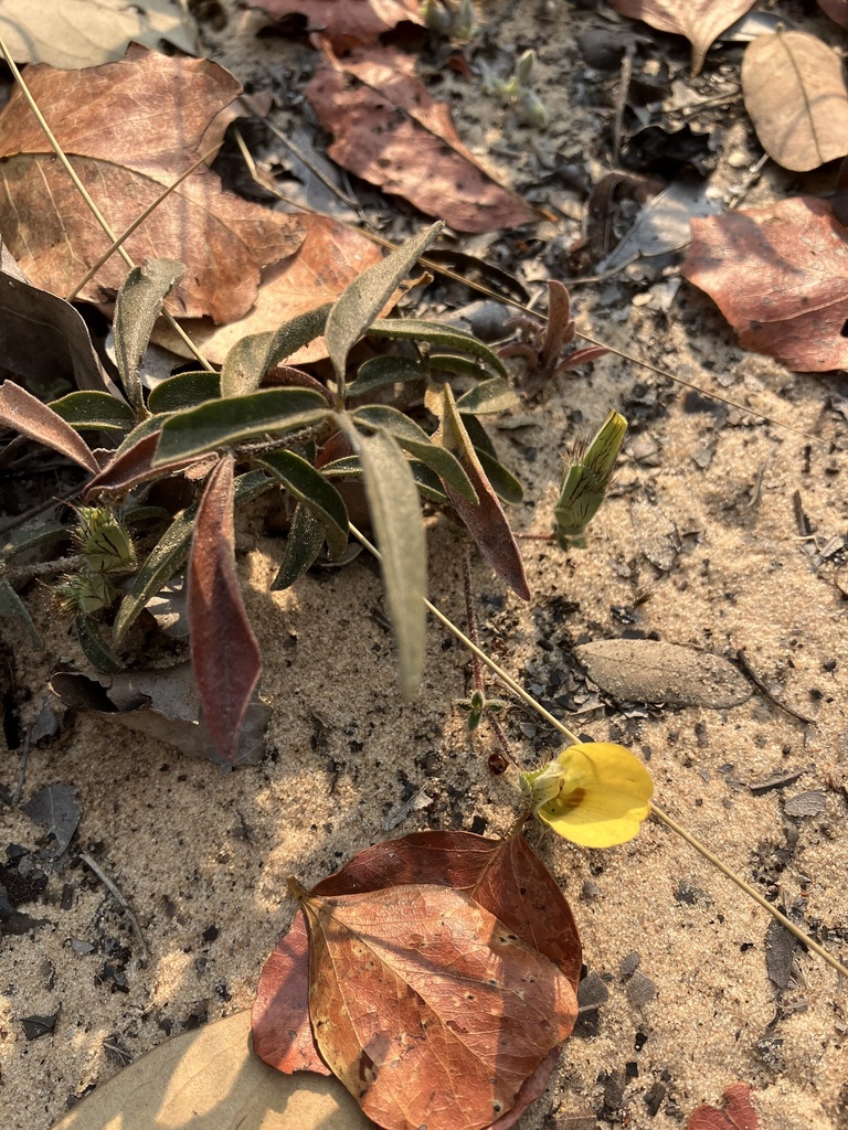 flowering plants from Tempue, Moxico, AO on August 2, 2024 at 09:05 AM ...