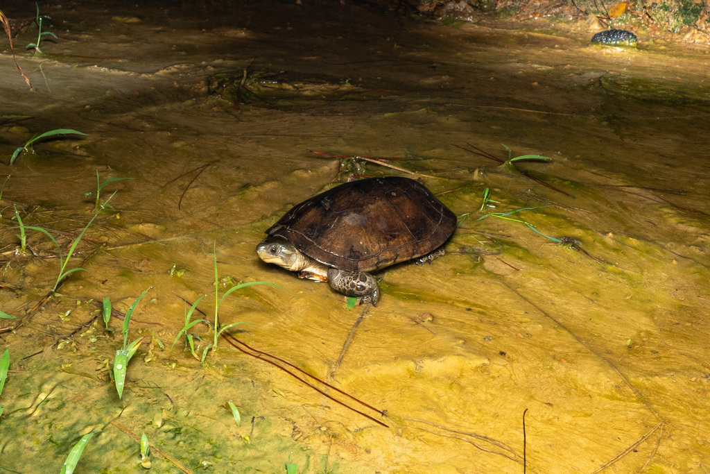 Ryukyu Yellow Pond Turtle in September 2024 by Edward · iNaturalist