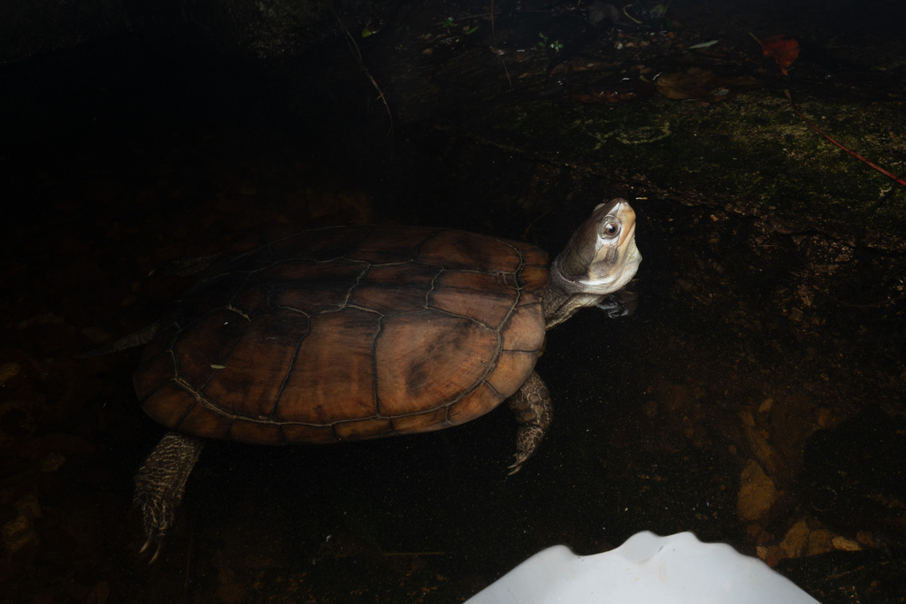 Ryukyu Yellow Pond Turtle in September 2024 by Edward · iNaturalist
