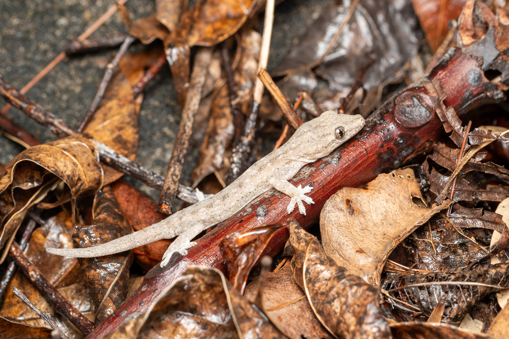 Asian House Gecko from Ibaruma, Ishigaki, Okinawa 907-0332日本 on ...