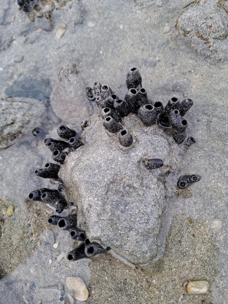 Siphonodictyon mucosum from Public Beach Desaru, 82200 Bandar Penawar ...