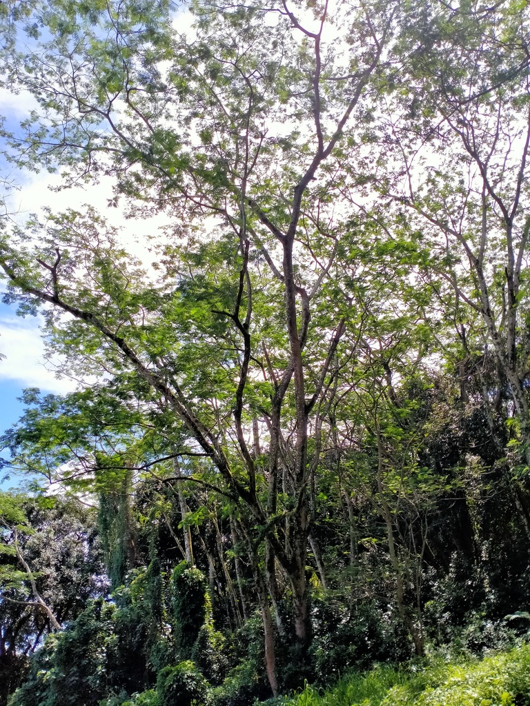 flowering plants from Avaavaroa Tapere, Cook Islands on September 17 ...