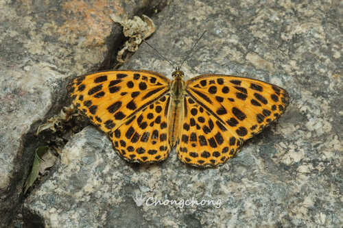 Spotted leopard butterfly (Timelaea maculata) · iNaturalist