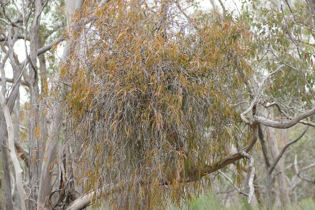 drooping mistletoe from Steiglitz VIC 3331, Australia on September 23 ...