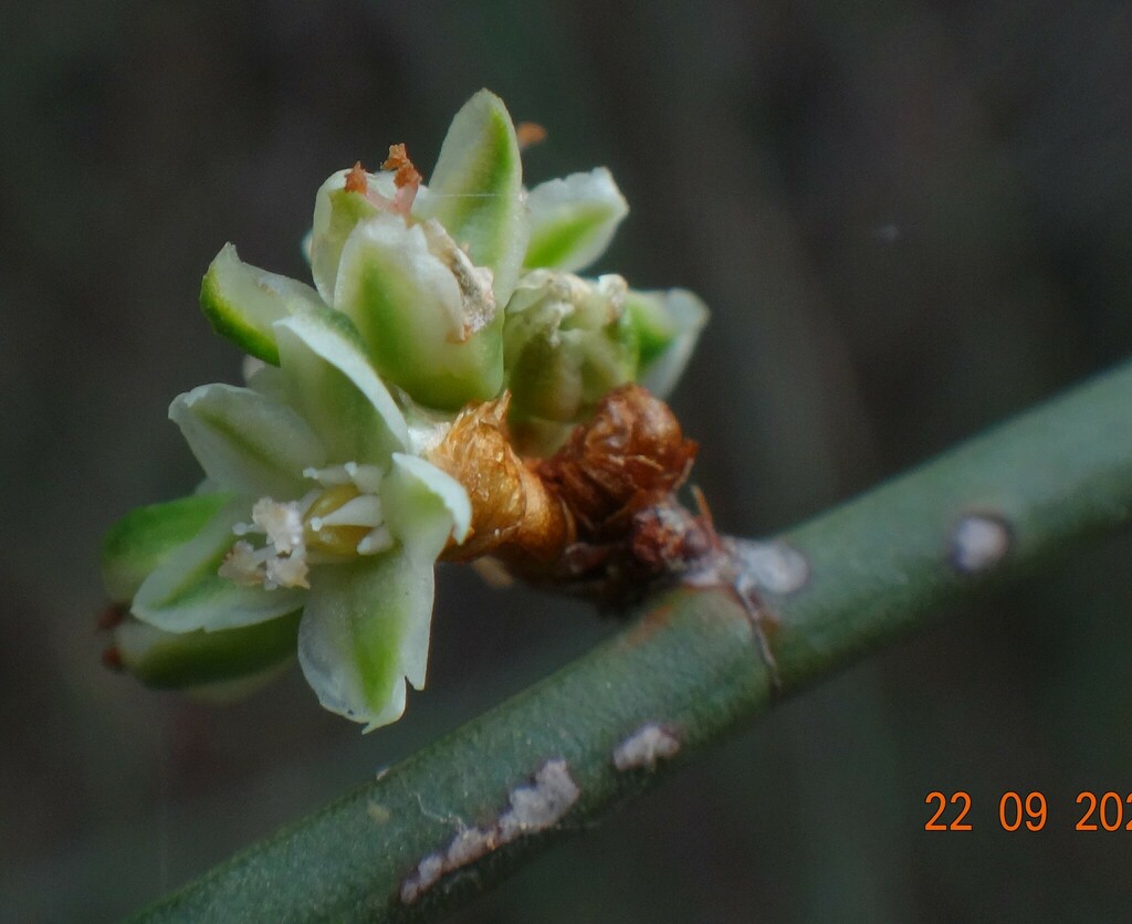 Tangled Lignum from Ocean Grove VIC 3226, Australia on September 22 ...