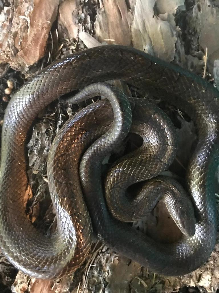 Prairie Kingsnake from Marion County, TX, USA on June 28, 2019 at 09:50 ...