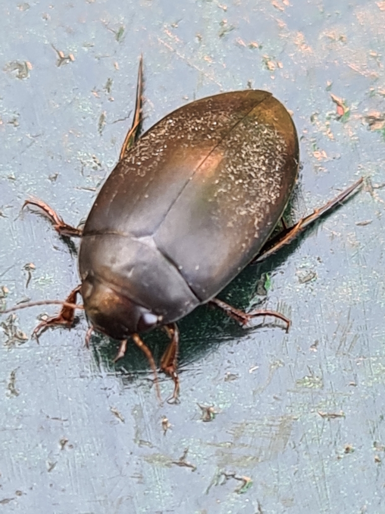 Agabus from Springe, 31832 Springe, Deutschland on September 21, 2024 ...