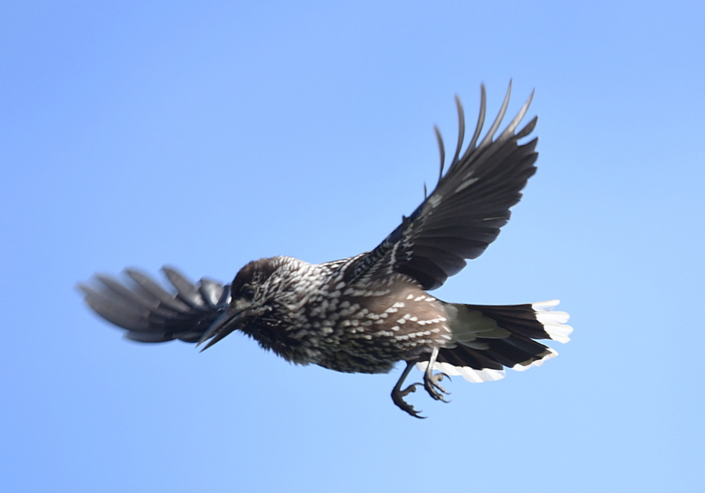 Northern Nutcracker from Кемеровский р-н, Кемеровская обл., Россия on ...