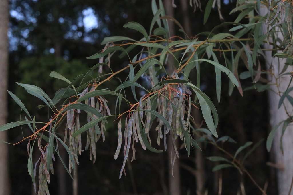 sickle wattle from Coffs Harbour NSW, Australia on September 22, 2024 ...