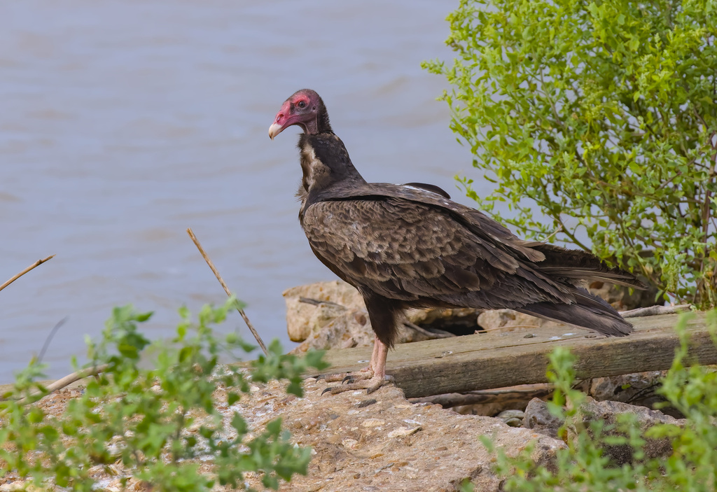 Turkey Vulture from Matagorda, TX 77457, USA on May 5, 2024 at 09:34 AM ...