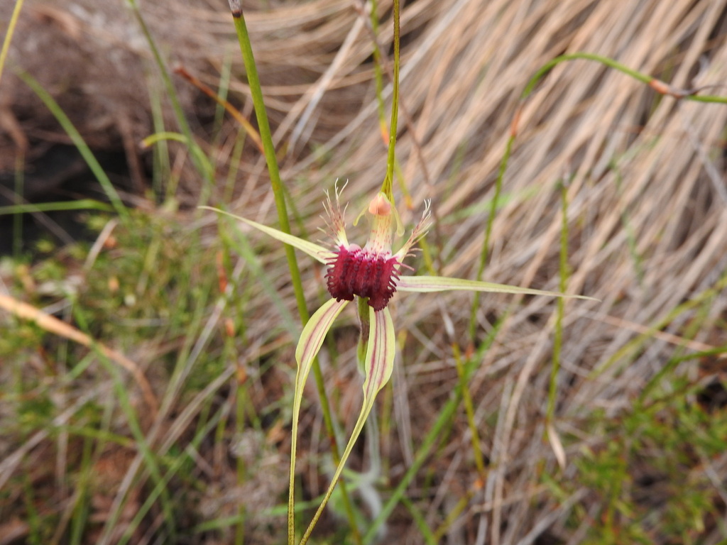 Grand spider orchid in September 2024 by ramcad1 · iNaturalist