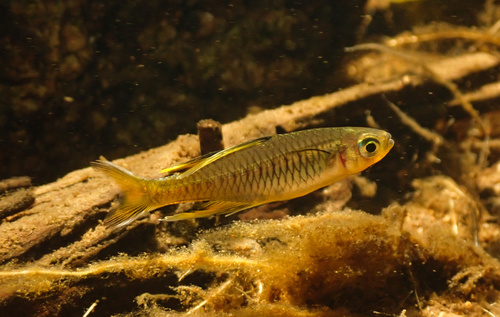 sam_amini's Identifications · iNaturalist